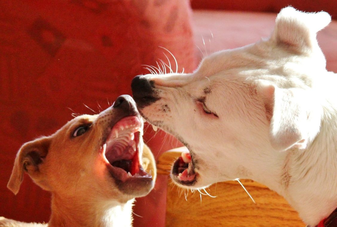 Resolving Animal Behavior Problems With Your Dog Cat Or Horse Val Heart Resolving Animal Behavior Problems With Your Dog Cat Or Horse Val Heart