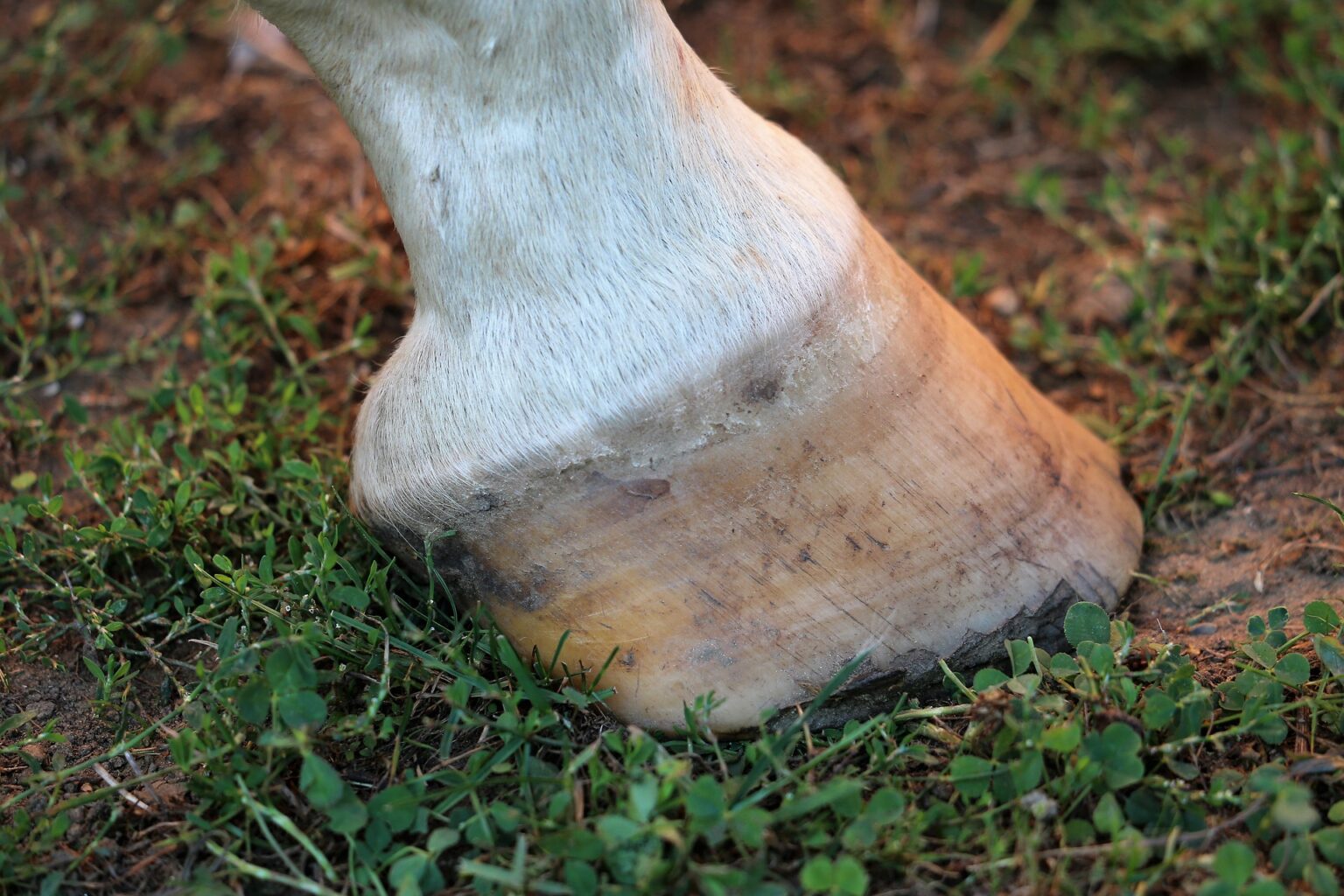Safe Hoof Soaking Techniques for Chronic Hoof Infections - Val Heart
