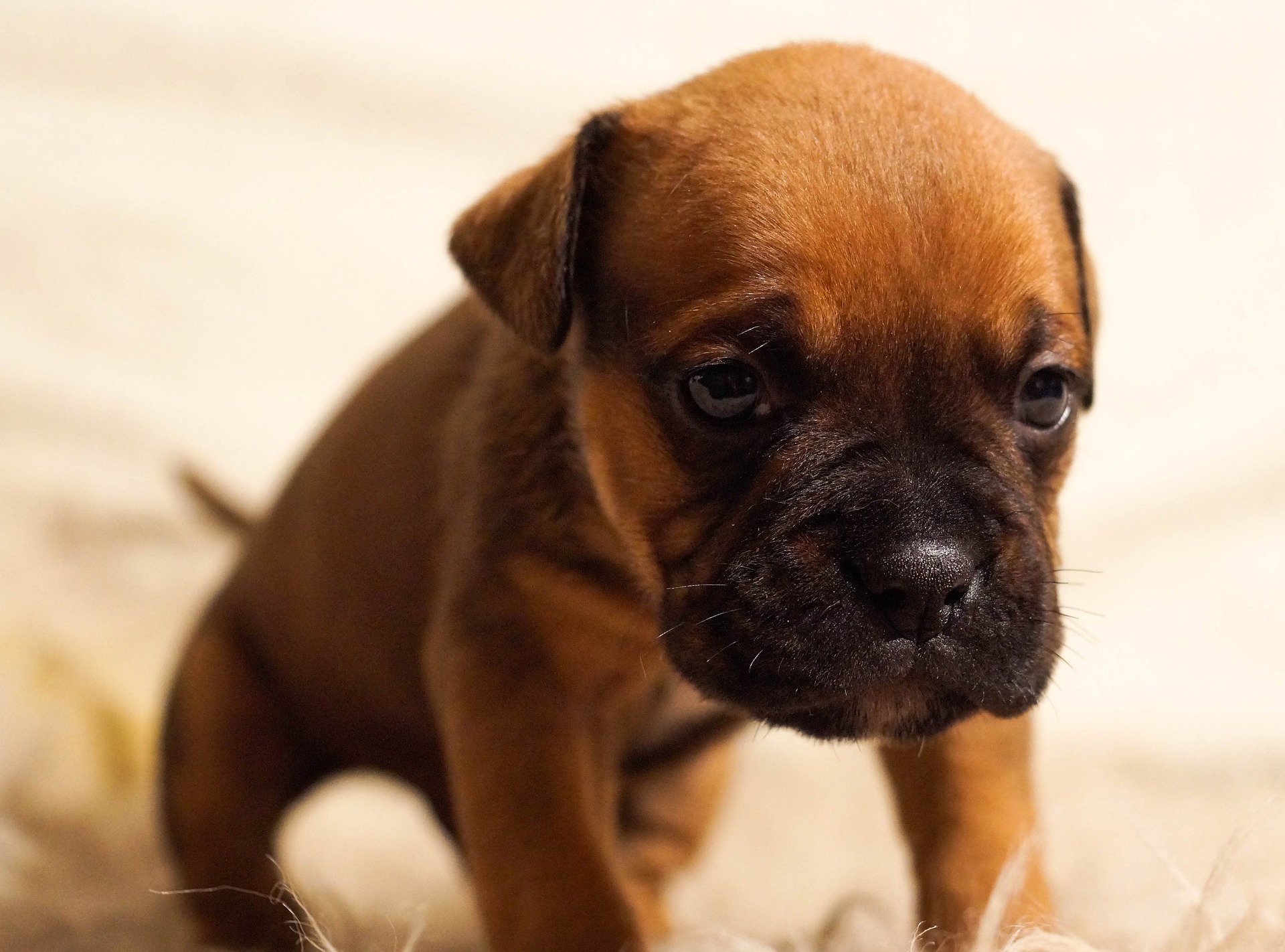 Preparing For a Sweet New Puppy - Val Heart