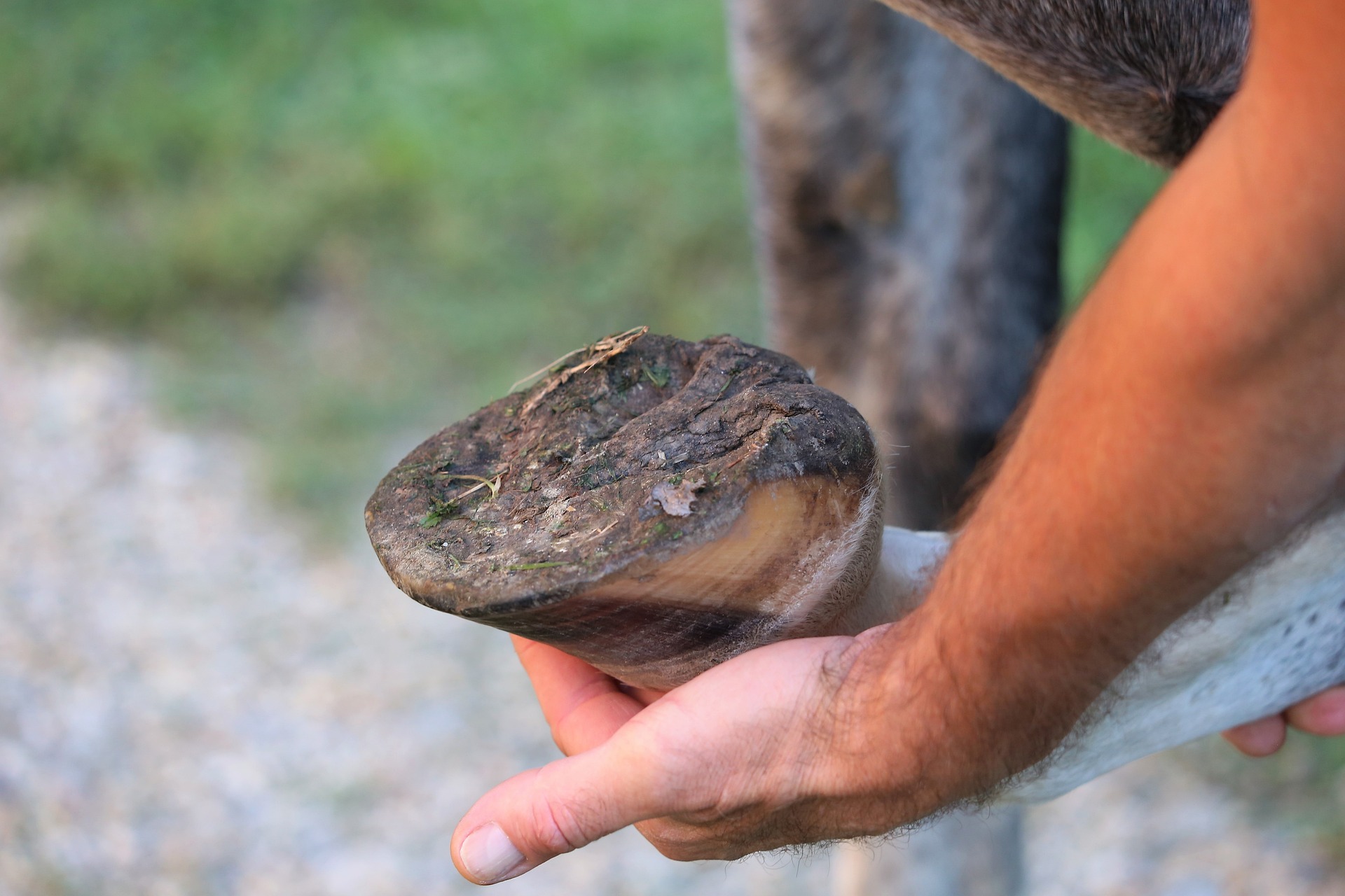 All About Thrush in Horses - Val Heart