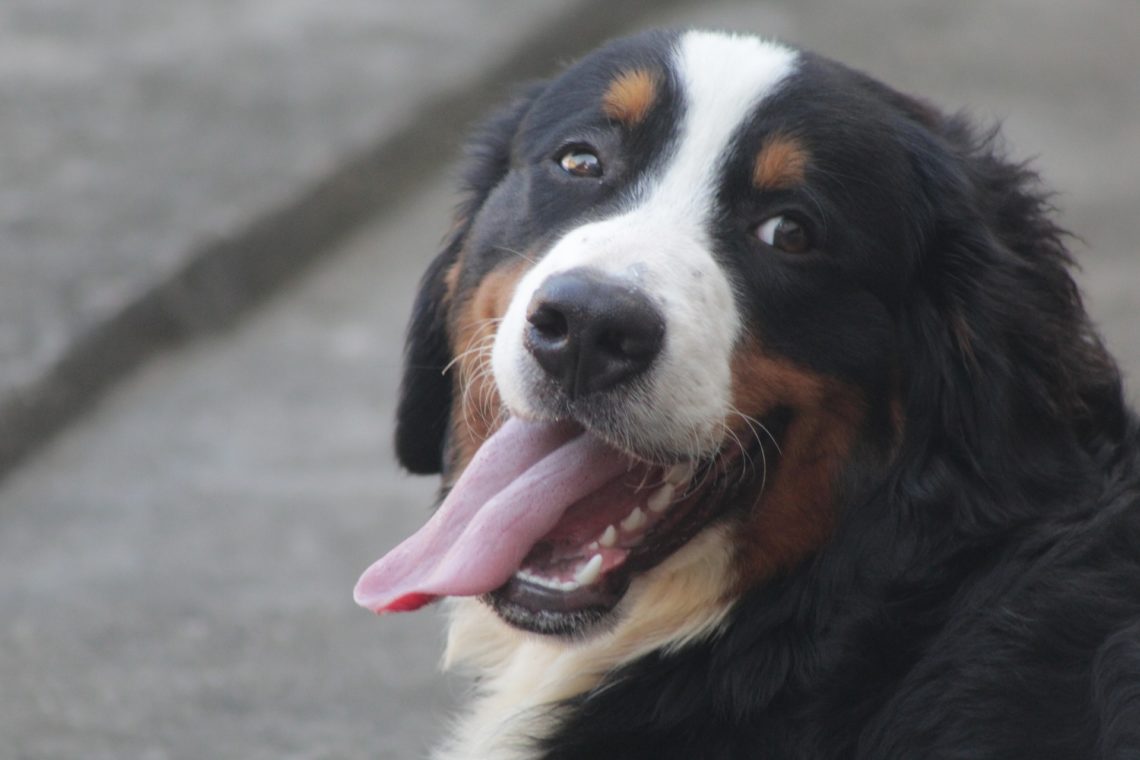 20 Great Children-Friendly Dog Breeds - Val Heart