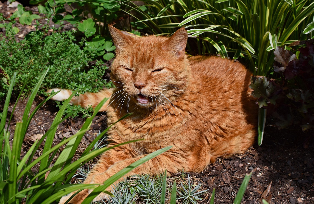 How to Help An Aging Cat: 5 Tips on Caring for Senior Felines - Val Heart