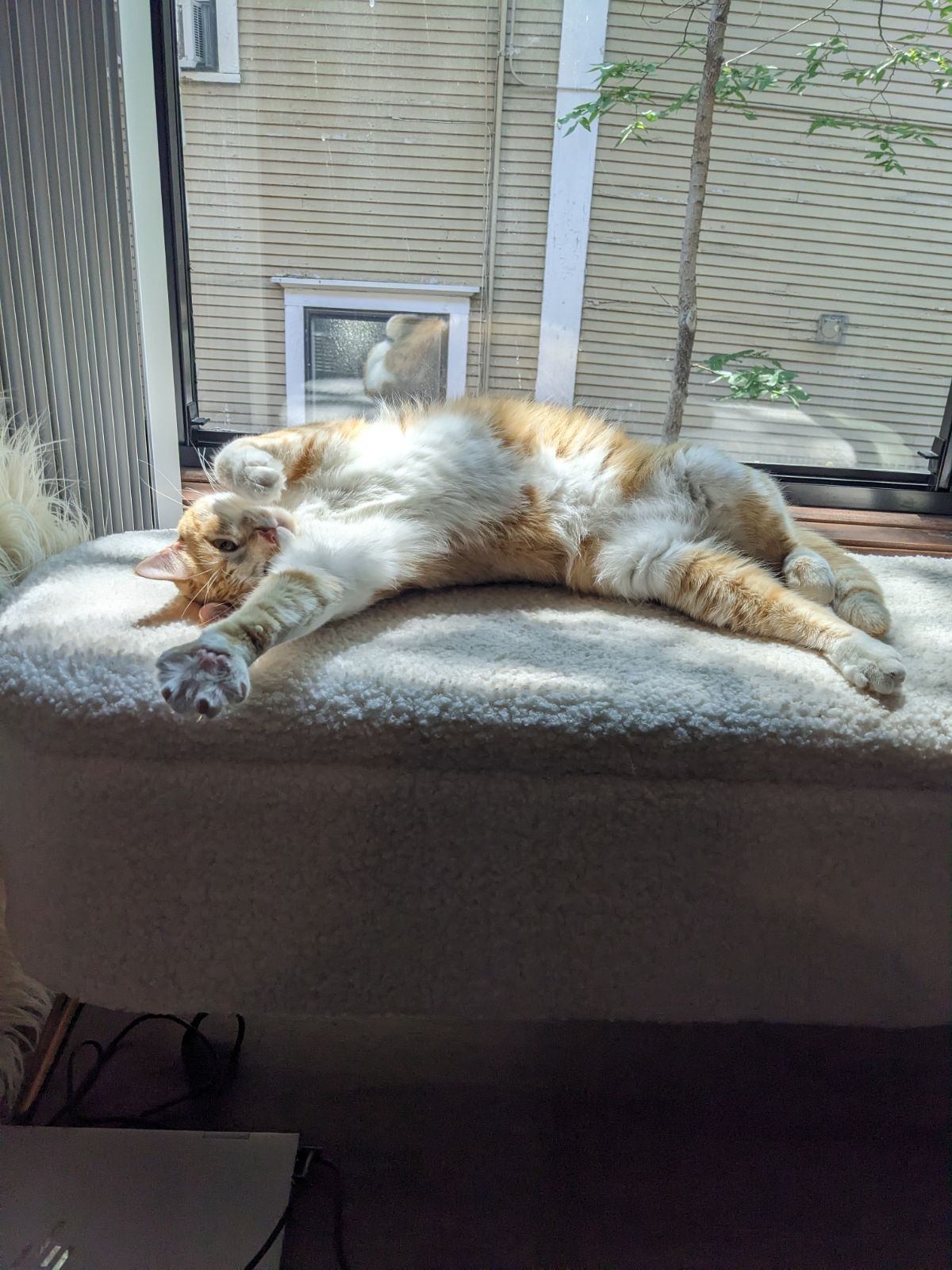 Yes, You Can Have Pets and a Clean Home - Val Heart