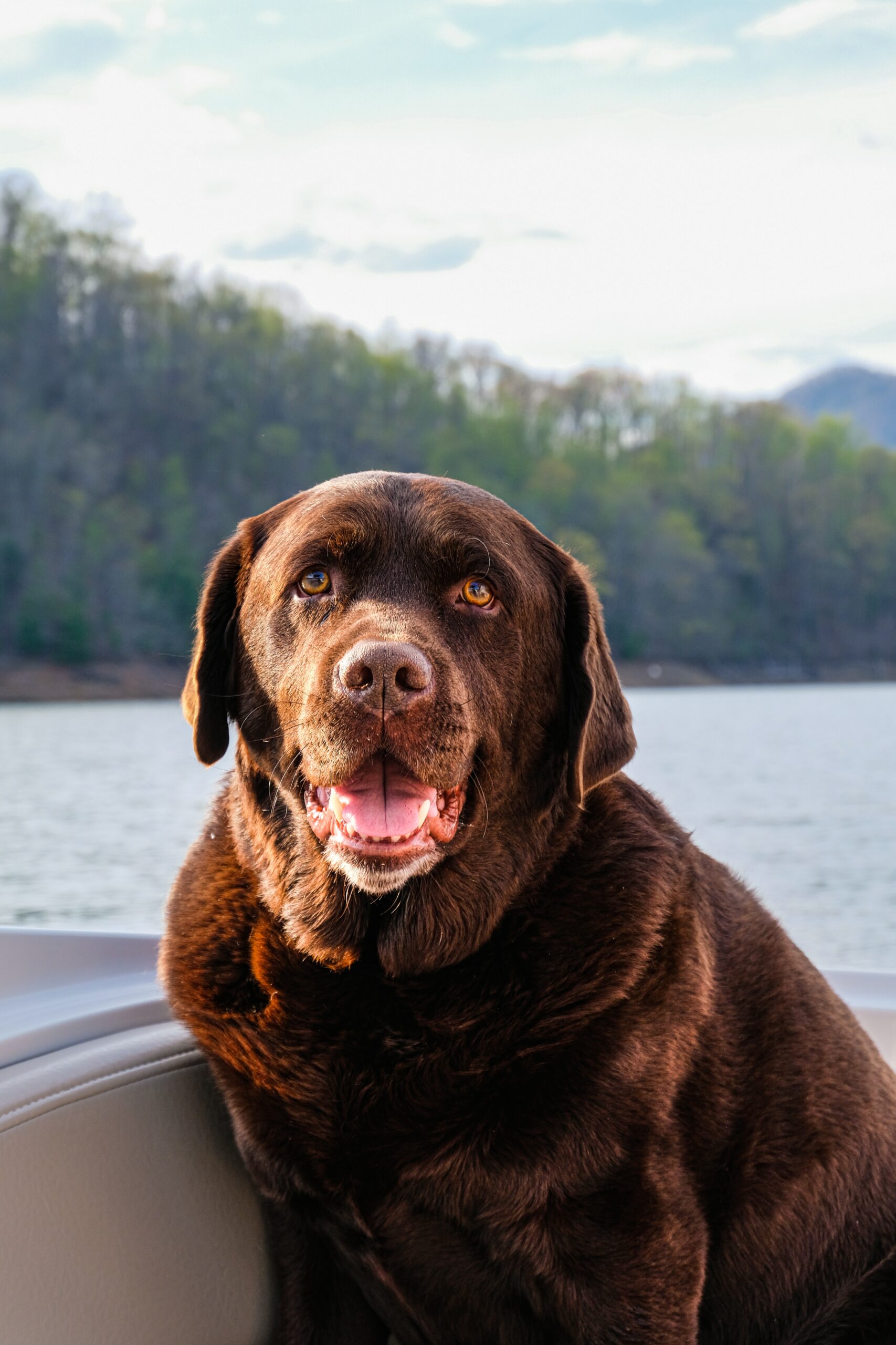 Boat Safety for Dogs: 5 Tips for Smooth Sailing With Your Canine ...