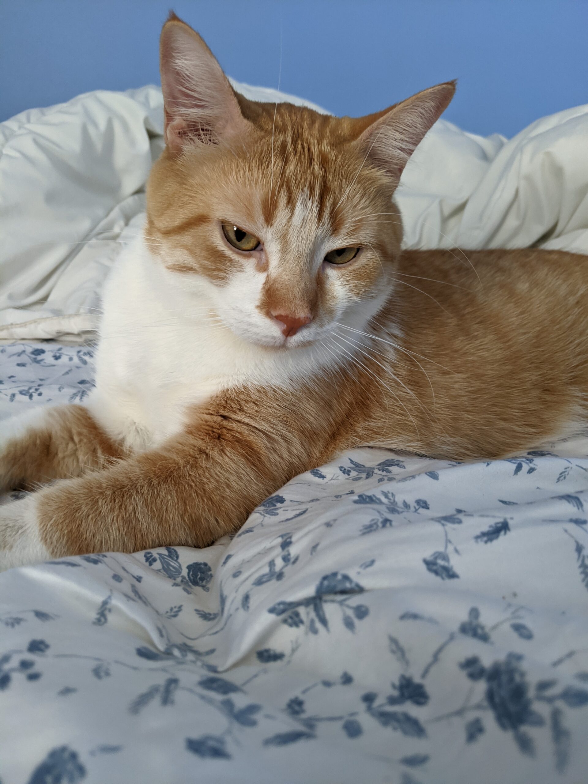 Tips for Making Your Cat a Social Media Celeb - Val Heart