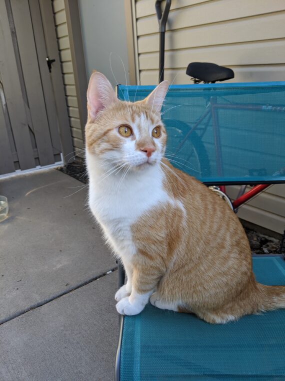 Tips for Making Your Cat a Social Media Celeb - Val Heart