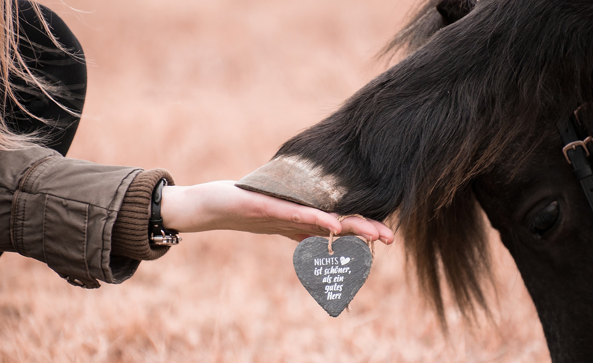 How to Talk to Animals - Animal Communication Training Series ...