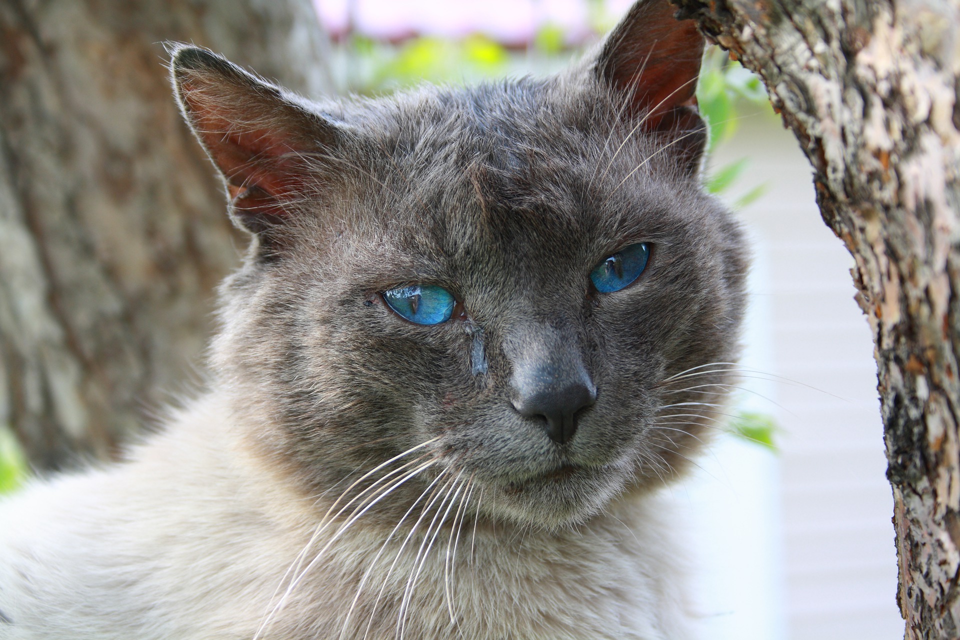 KC's Story: How Animal Communication Can Help An Aging Cat - Val Heart