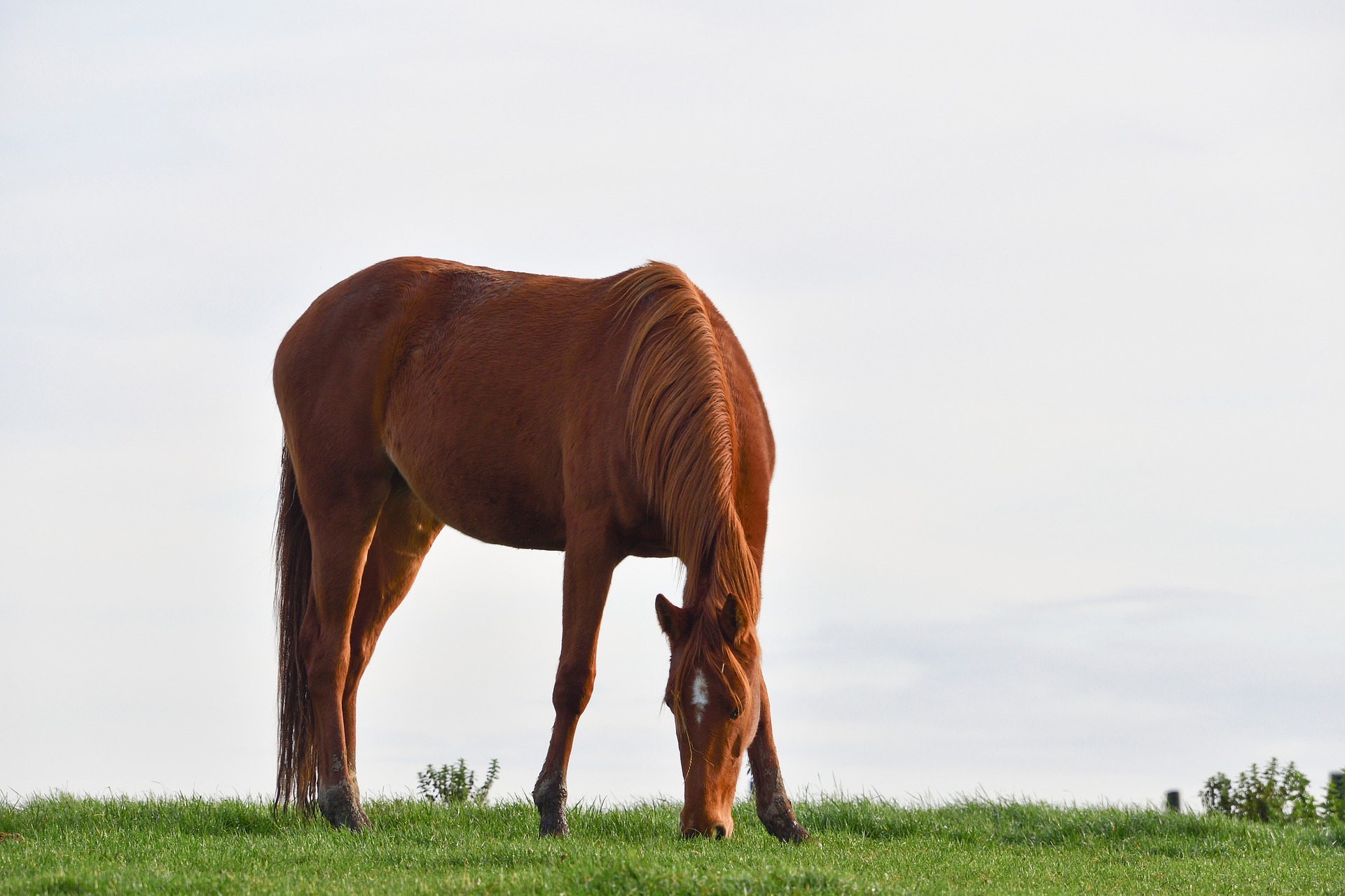 Teaching Children to Respect Animals Today - Val Heart