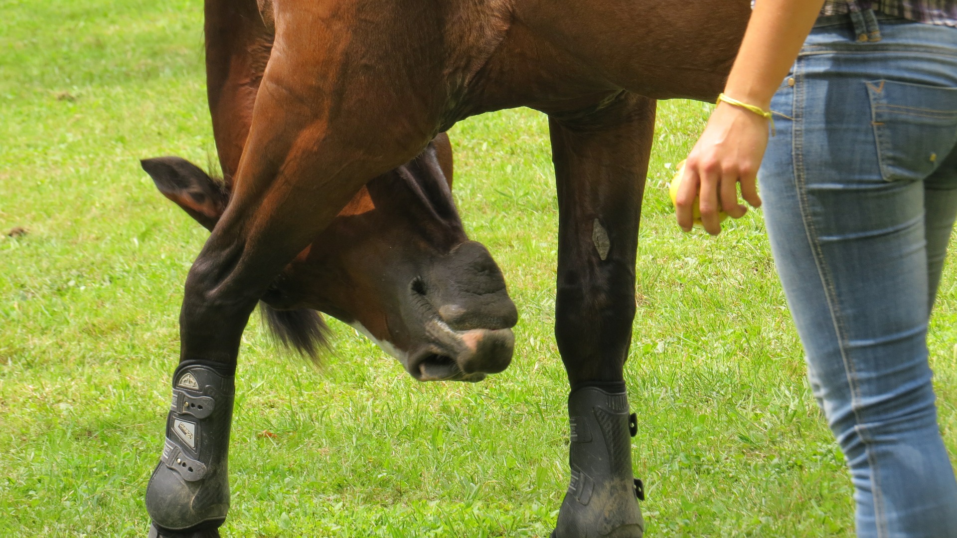 Horse Clicker Training with Amanda Martin on the Real Dr Doolittle Show ...