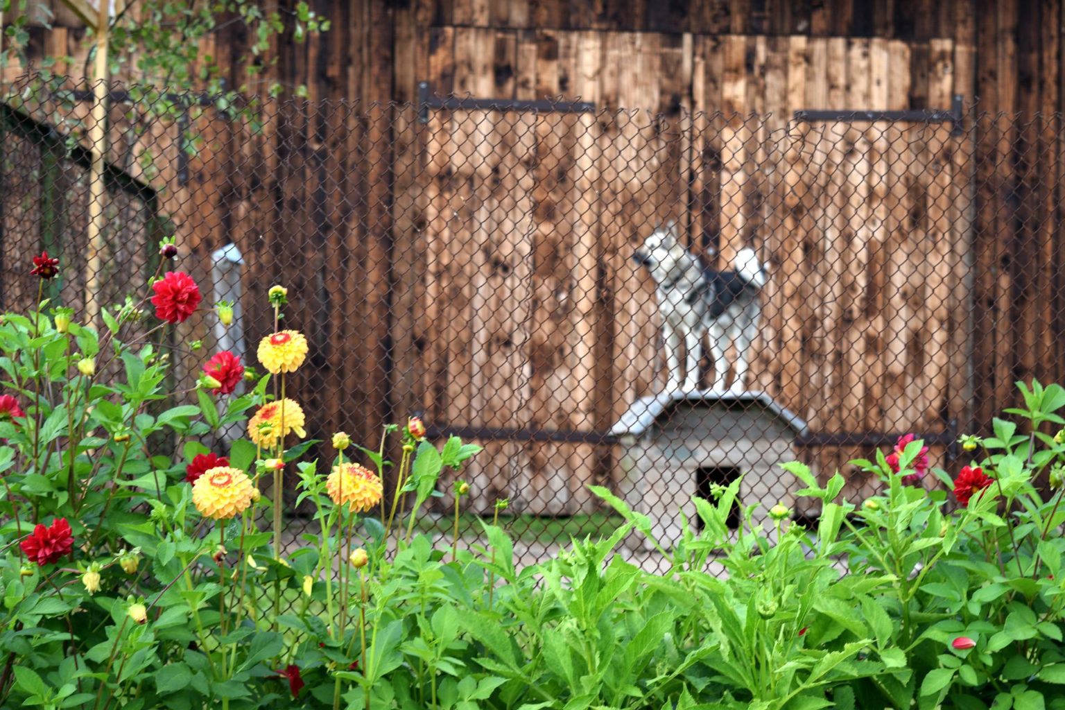 Buying a Dog Run: The Ultimate Guide - Val Heart