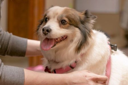 Crate Training Tips: A Definitive Look At Crates & Harnesses - Val Heart