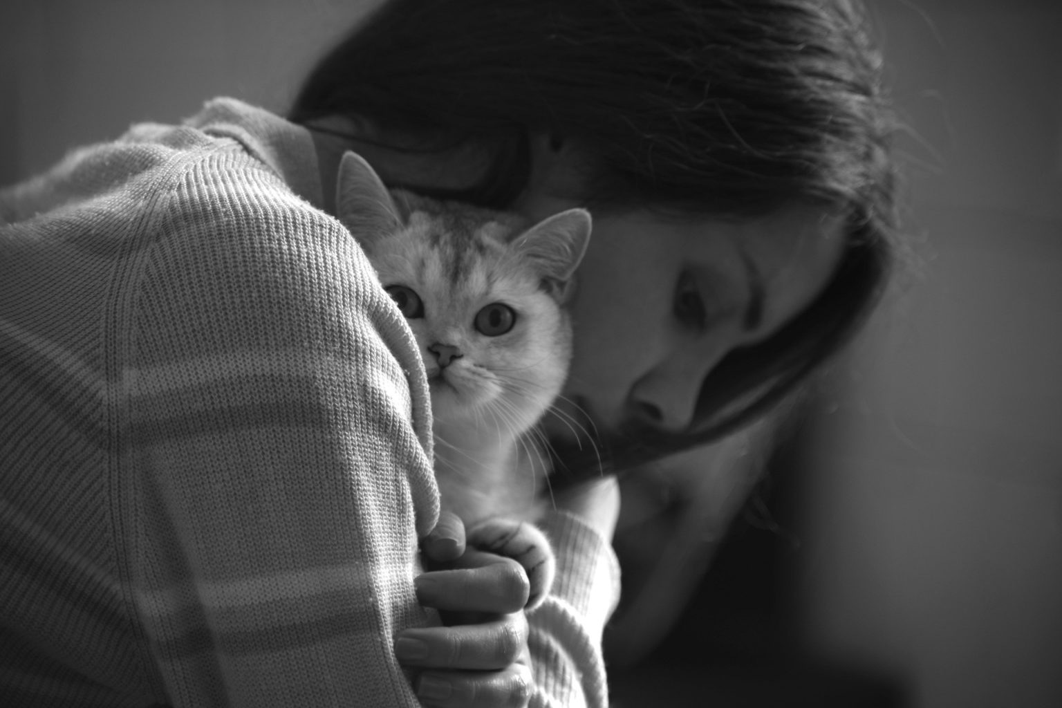 Emotional Support Animals What You Should Know Val Heart emotional-support-animals-what-you-should-know-val-heart