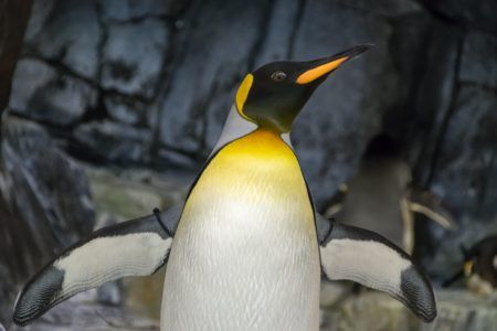 Penguin Lady – From Tragedy to Triumph with Dyan DeNapoli on The Real ...