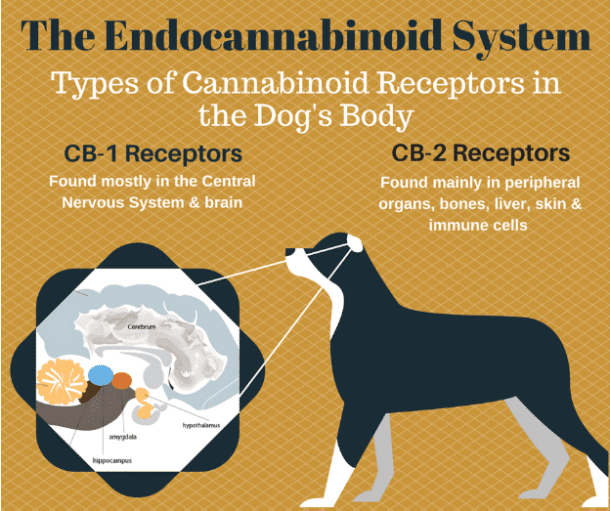 Endocannabinoid System in Dogs - Val Heart