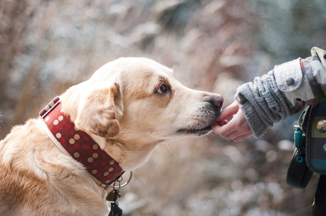 Here's How You Can Greet a Strange Dog - Val Heart