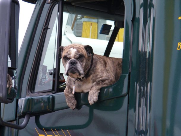 Pets in vehicles: 11 things animal-lovers need to know - Val Heart
