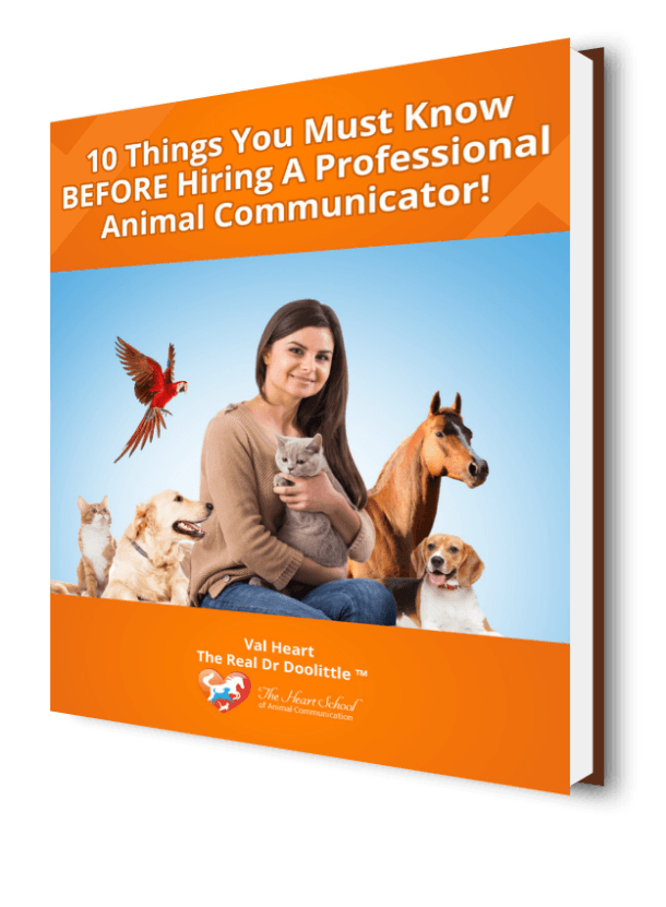 10 Things Before Hiring a Professional Animal Communicator ebook 3d ...