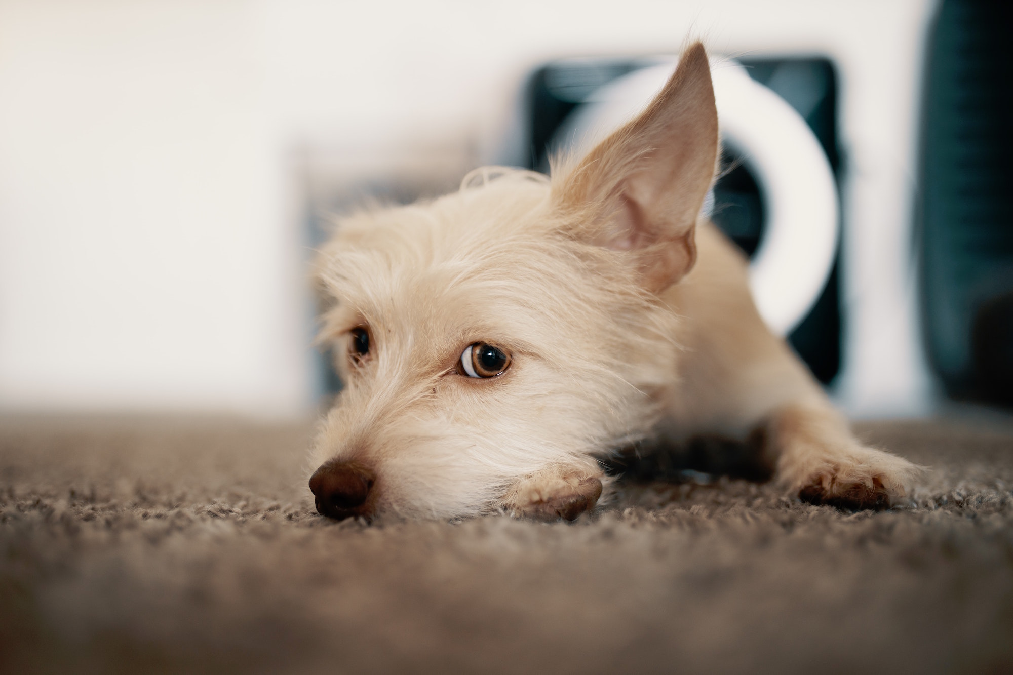 Calm dog Val Heart