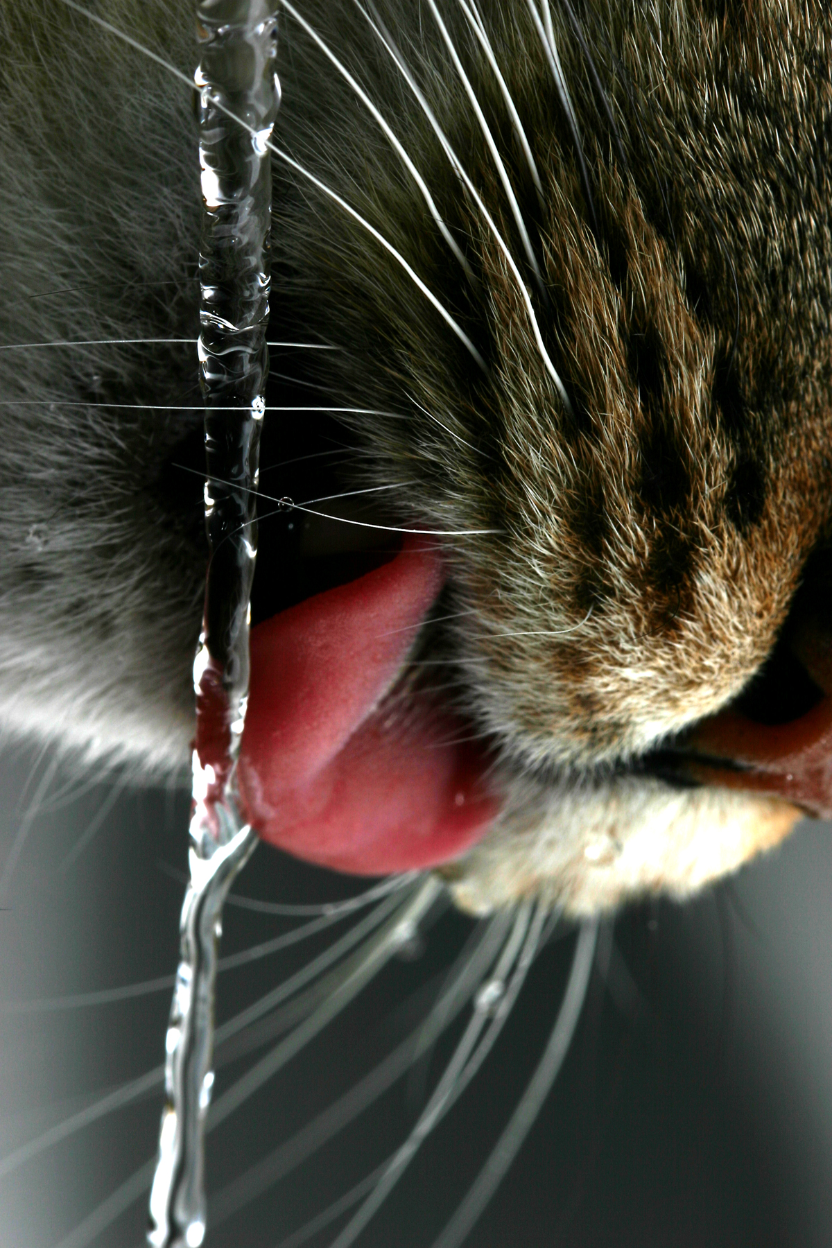 How to Build Your Own Pet Drinking Fountain - Val Heart