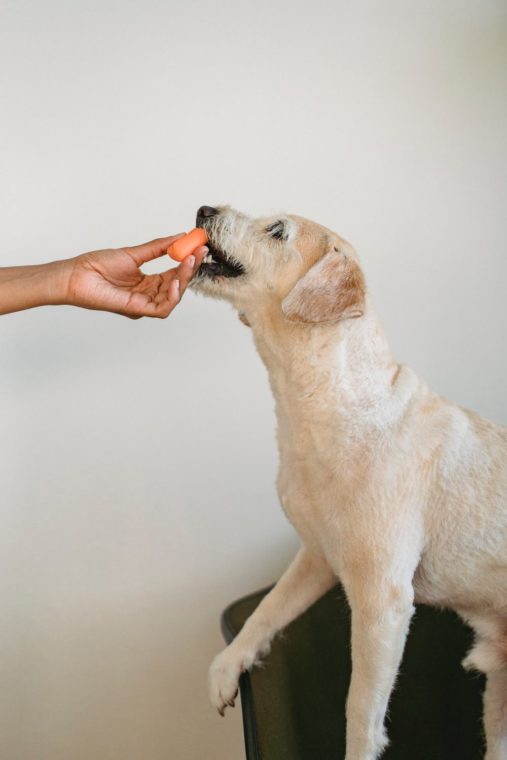 5 Surefire Ways to a Happy Healthy Dog - Val Heart