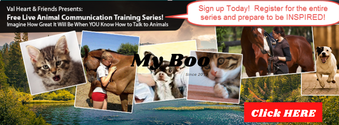 How to Talk to Animals - Animal Communication Training Series ...