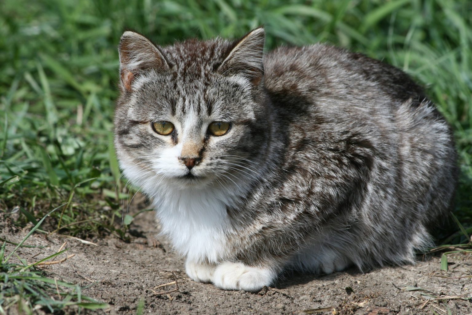 How Grieving a Pet Improved My Animal Communication Abilities - Val Heart