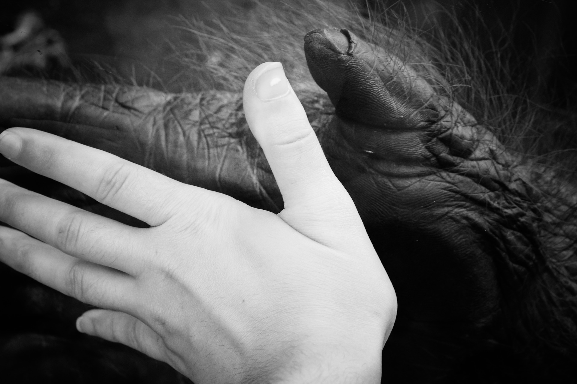 You CAN Talk To Animals! Your Invitation To Learn Animal Communication ...