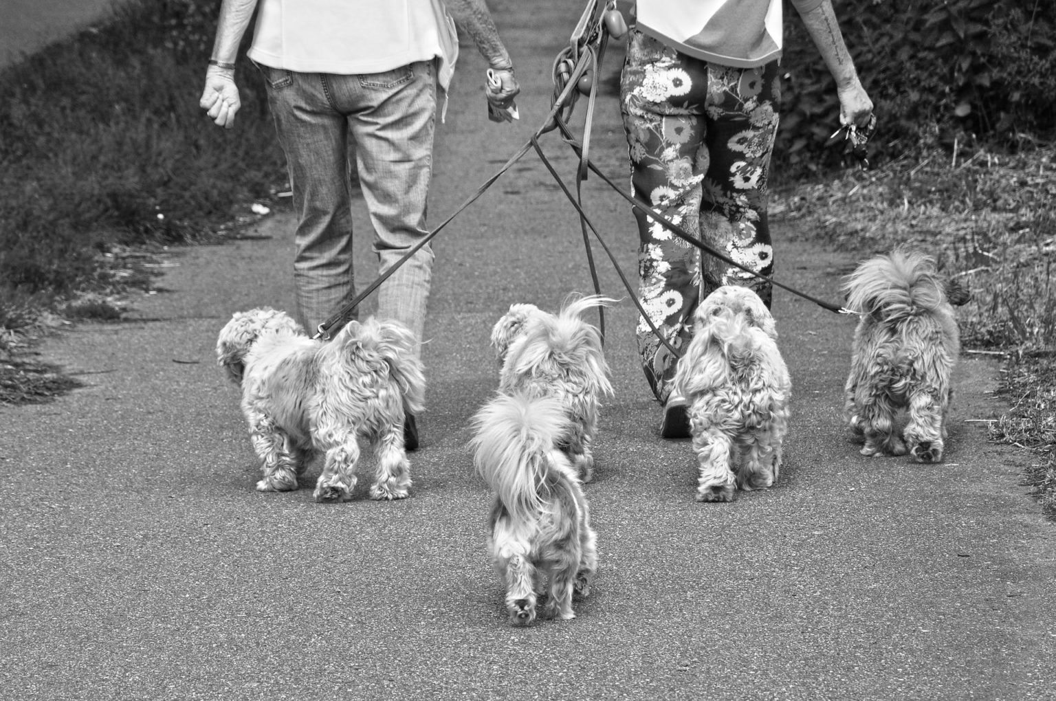Top 10 Tricks And Toys To Keep Your Dogs Busy When They re Alone Val top-10-tricks-and-toys-to-keep-your-dogs-busy-when-they-re-alone-val