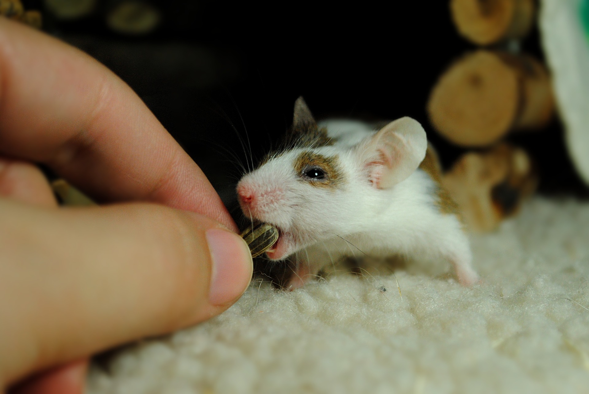 Mastering Communication With Animals: Achieving the Highest Level of ...